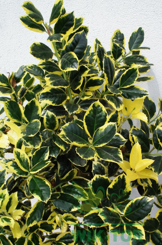 Ostrokrzew Golden King na pniu - Ogrodniczy sklep internetowy WIK-TOR